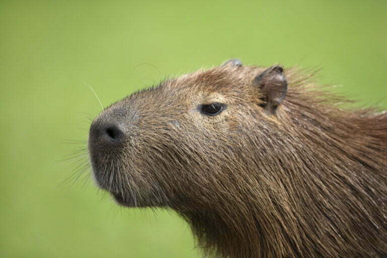 Capybara Symbolism - Spirit Animal Totems