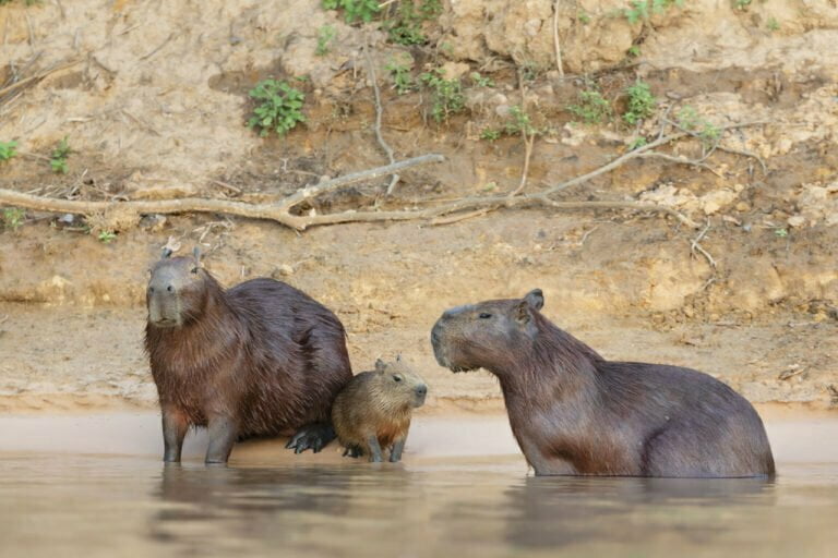 Capybara Symbolism - Spirit Animal Totems