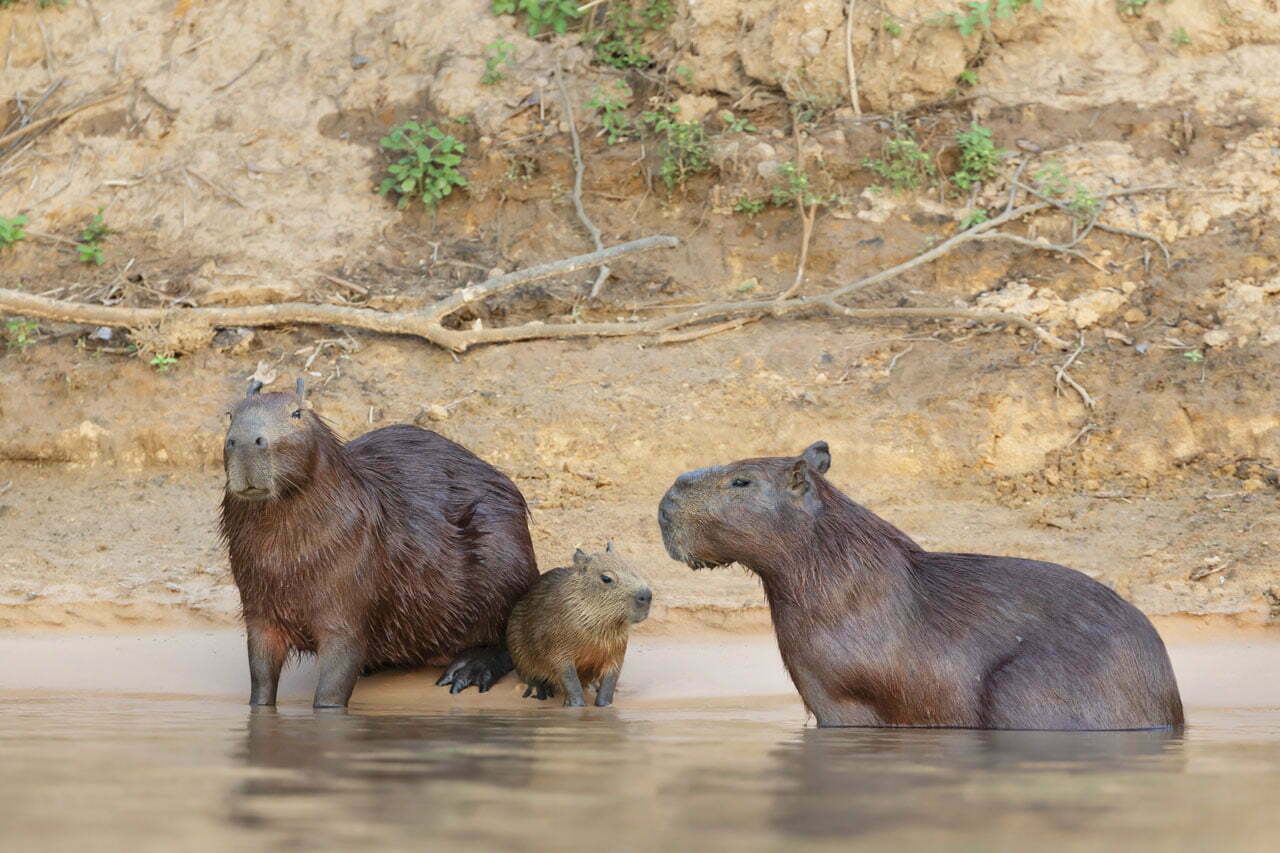 Capybara Symbolism - Spirit Animal Totems