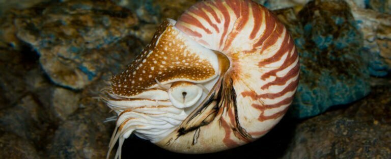 Nautilus Symbolism: Escaping Limitations and Adversity - Spirit Animal ...