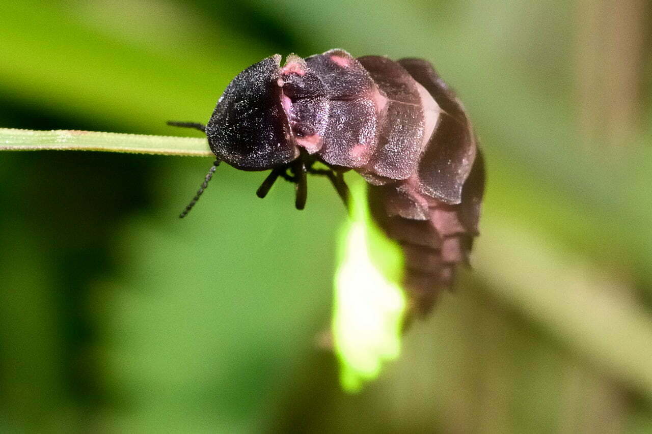 Glow Worm Symbolism - Spirit Animal Totems