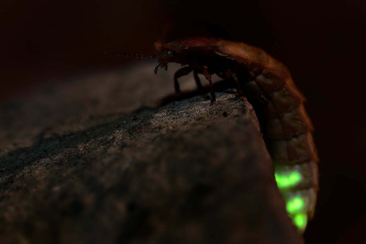 Glow Worm Symbolism - Spirit Animal Totems