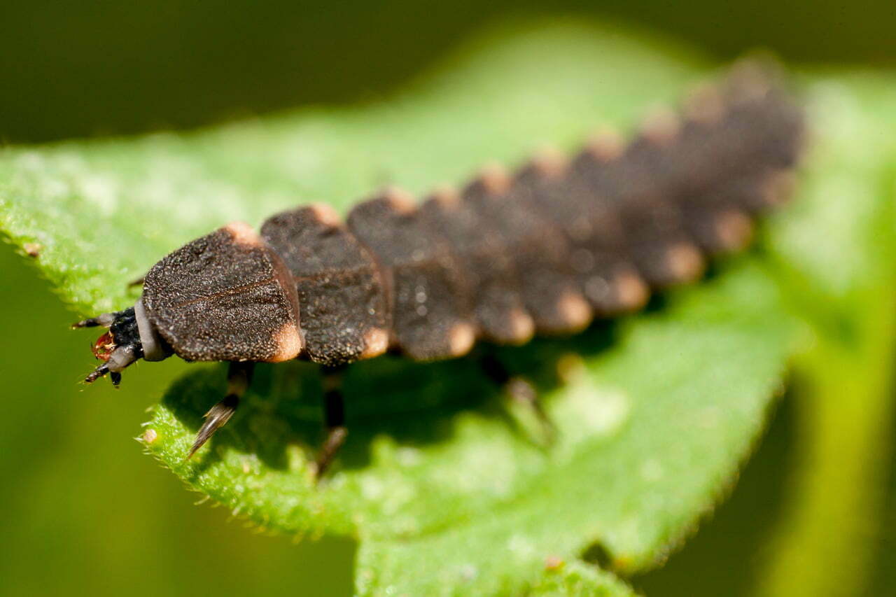 Glow Worm Symbolism - Spirit Animal Totems
