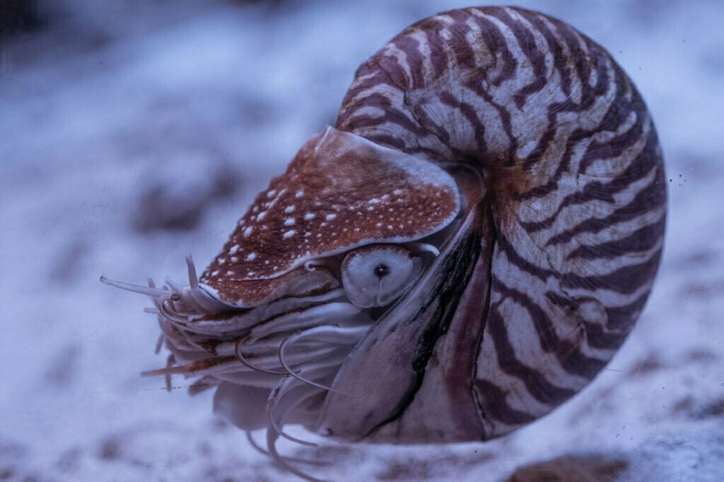 Nautilus Symbolism: Escaping Limitations and Adversity - Spirit Animal ...