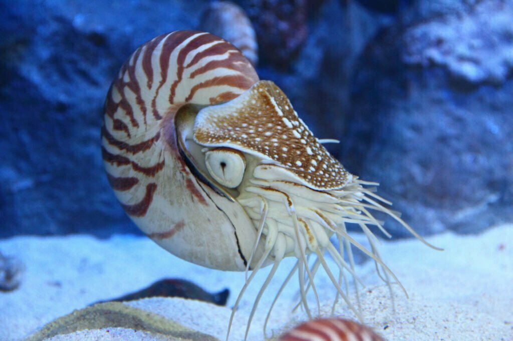 Nautilus Symbolism: Escaping Limitations and Adversity - Spirit Animal ...