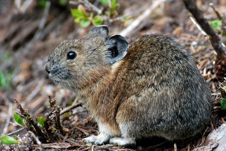 Pika Symbolism - Spirit Animal Totems