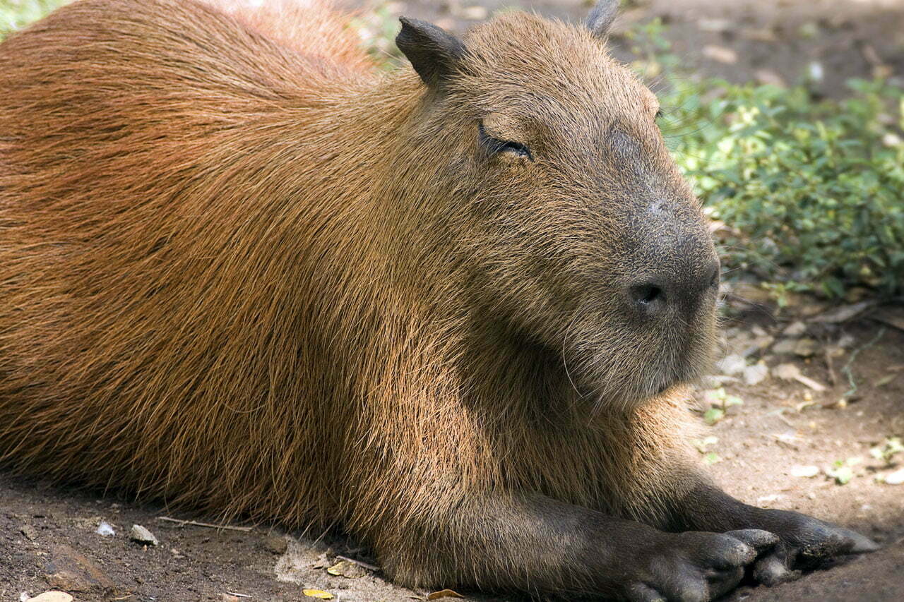 Capybara Symbolism - Spirit Animal Totems