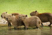 Capybara Symbolism, Dreams, and Messages - Spirit Animal Totems