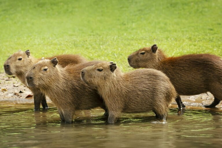 Capybara Symbolism - Spirit Animal Totems