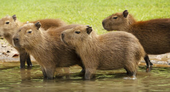 Mammal - Animal Totems, Messages and Guidance - Spirit Animal Totems
