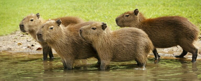 Capybara Symbolism - Spirit Animal Totems