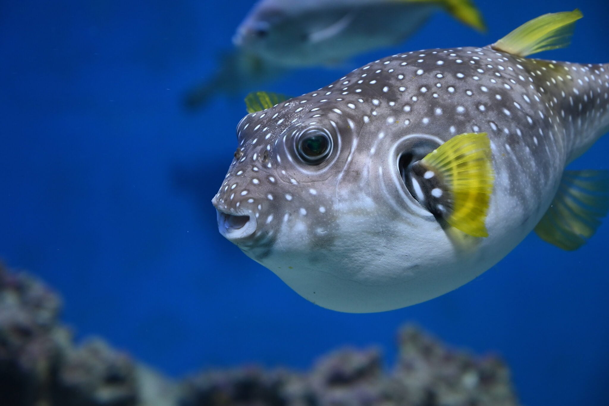 Unlocking the Symbolism of Pufferfish: Adaptation and Resilience