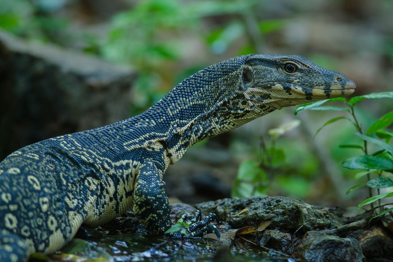The Symbolism of Monitor Lizards: Standing Tall and Aware - Spirit ...