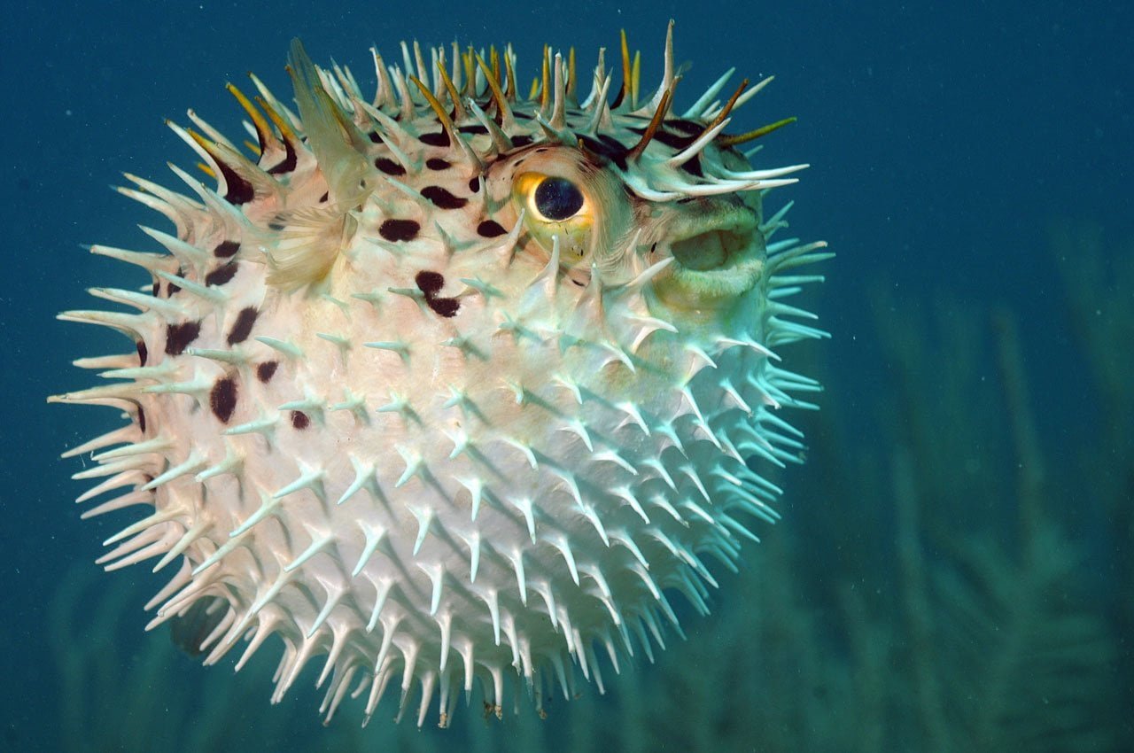 Unlocking the Symbolism of Pufferfish: Adaptation and Resilience