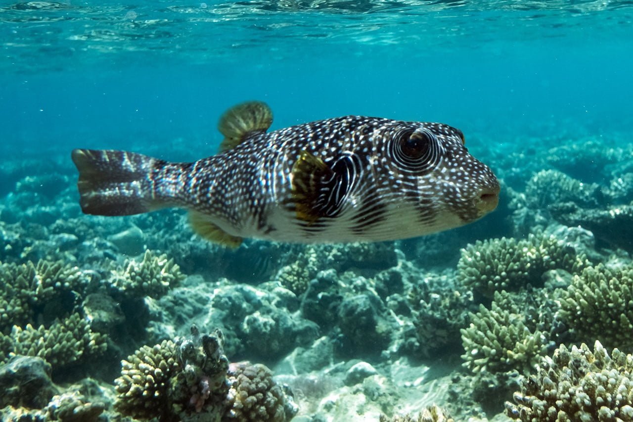 Unlocking the Symbolism of Pufferfish: Adaptation and Resilience