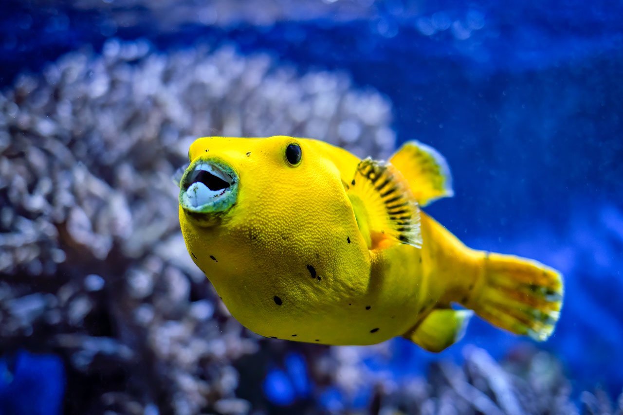 Unlocking the Symbolism of Pufferfish: Adaptation and Resilience