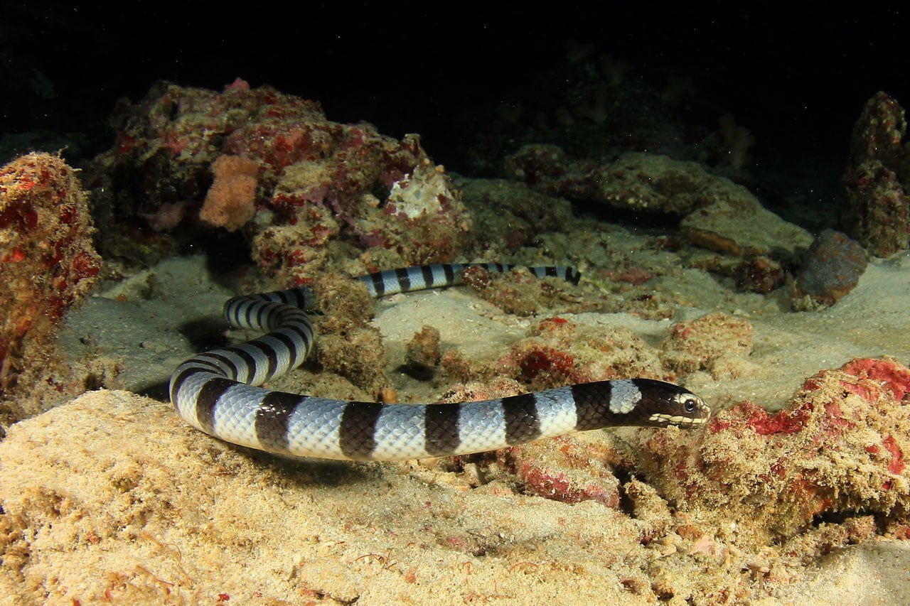 Sea Snake Symbolism Symbolism, Dreams, Messages - Spirit Animal Totems