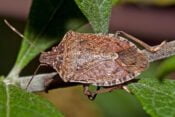 Stink Bug Symbolism Symbolism, Dreams, & Messages - Spirit Animal Totems