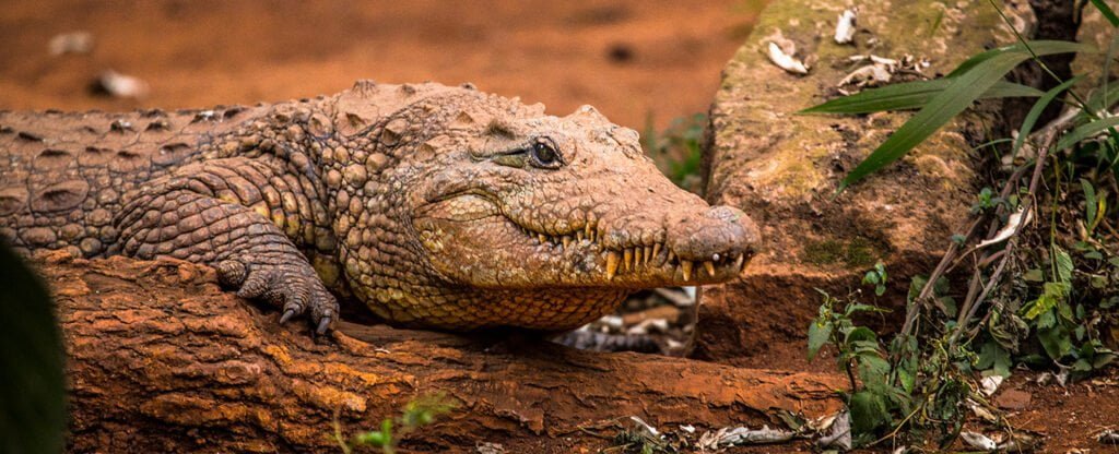 Animals That Symbolize Creativity