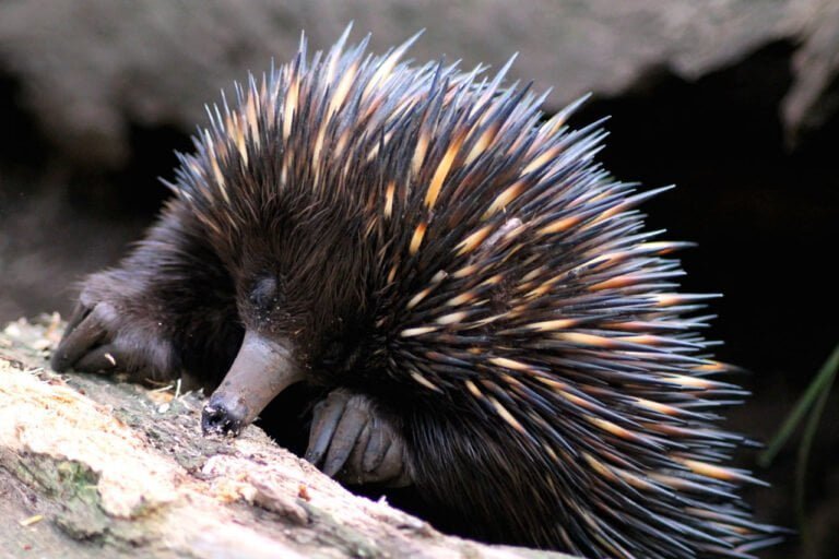The Power of Echidna Symbolism in Uncovering Mysteries - Spirit Animal ...