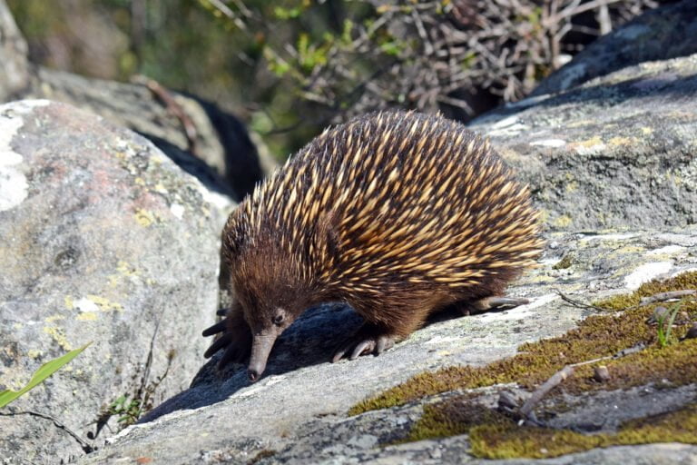 The Power of Echidna Symbolism in Uncovering Mysteries - Spirit Animal ...