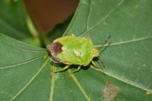 Stink Bug Symbolism Symbolism, Dreams, & Messages - Spirit Animal Totems