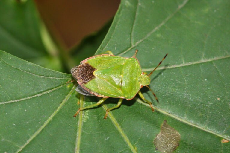 Stink Bug Symbolism Symbolism, Dreams, & Messages - Spirit Animal Totems