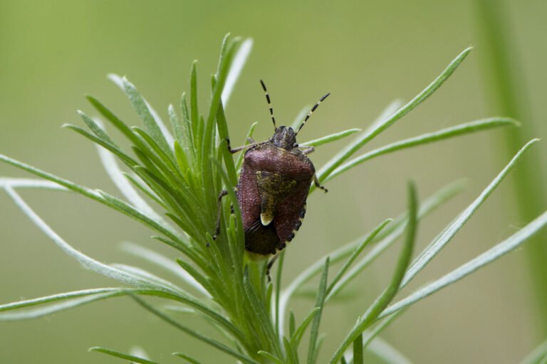 Stink Bug Symbolism Symbolism, Dreams, & Messages - Spirit Animal Totems