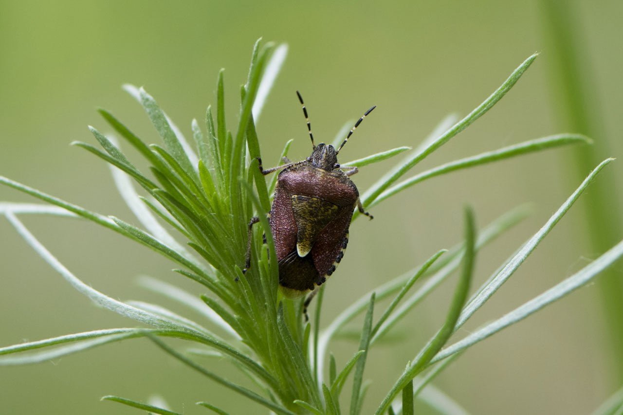 Stink Bug Symbolism Symbolism, Dreams, & Messages - Spirit Animal Totems